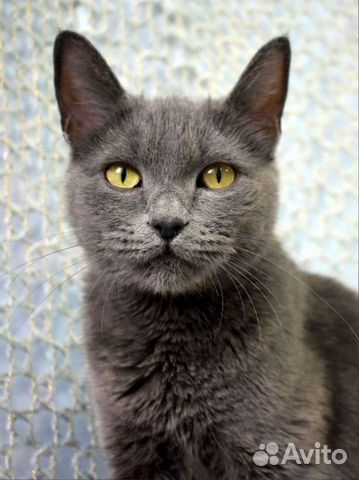 Русская голубая