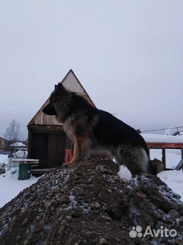 Вязка. Немецкая длинношерстная овчарка