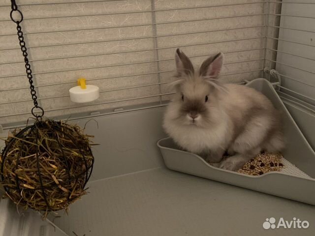 Кролик серебристый