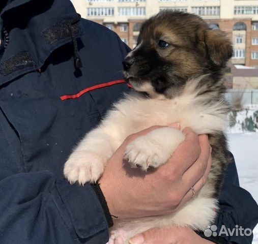 Щенки ищут дом