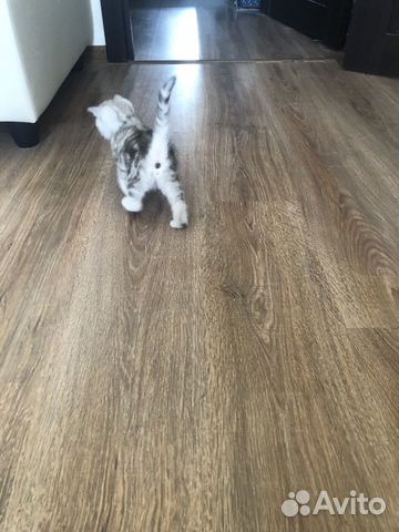Шотландский хайленд стоячий кот