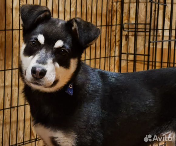 Собака Сальма