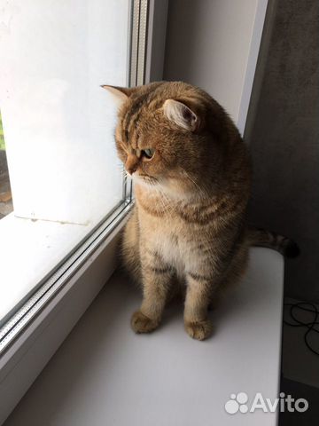 Британец на вязку