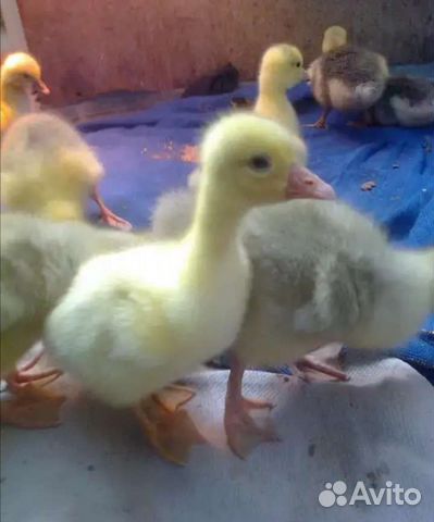 Продам, цыплят, утят, гусят