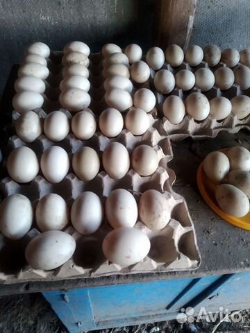 Инкубационное яйцо гусей линда