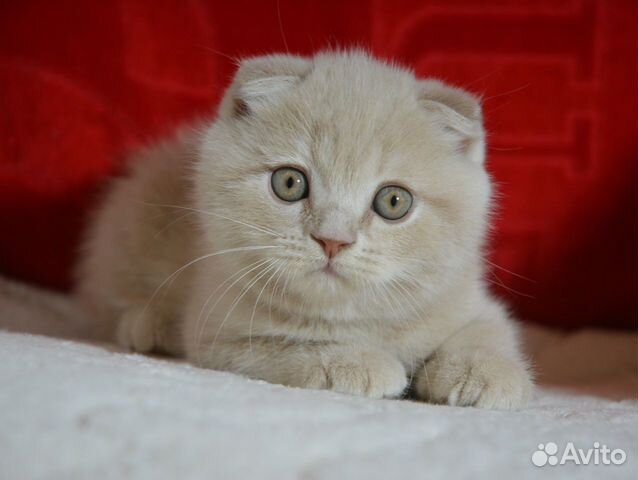 Вислоухие золотые, серебро, крем