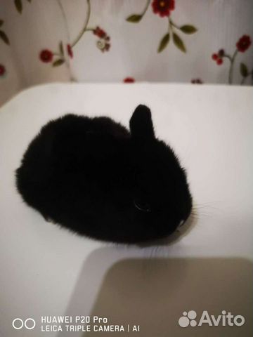 Кролик цветной карликовый