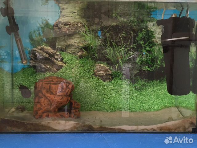 Аквариумные рыбки