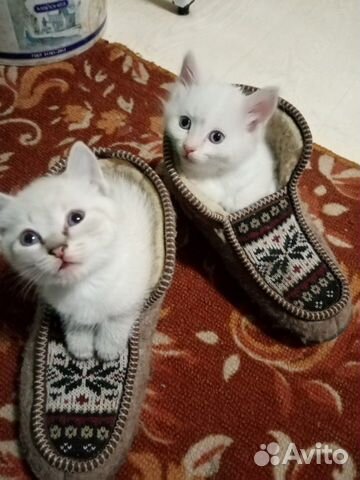 Сибирские коты по есь с сиамским