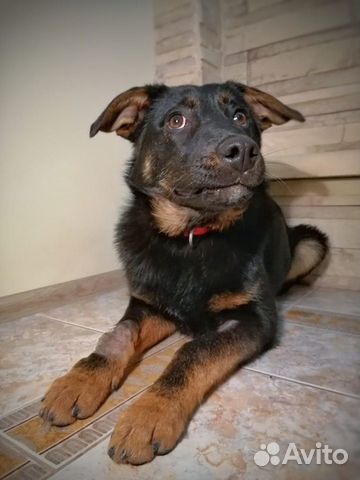 Щенок-мальчик 7 мес. Будет среднего размера