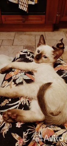 Тайский мальчик котенок