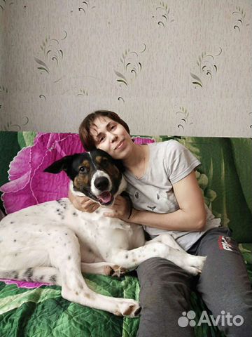 Собака бесплатно в частный/загородный дом