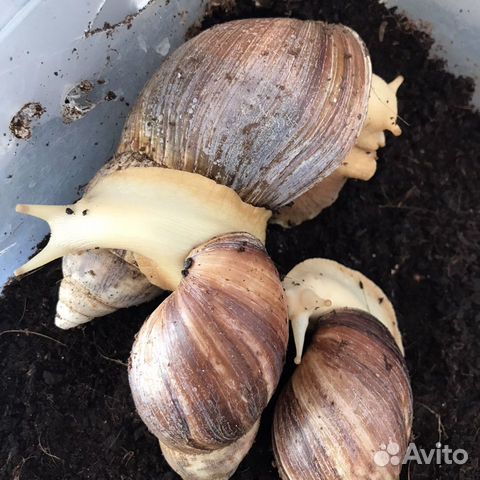 Улитки ахатины бесплатно