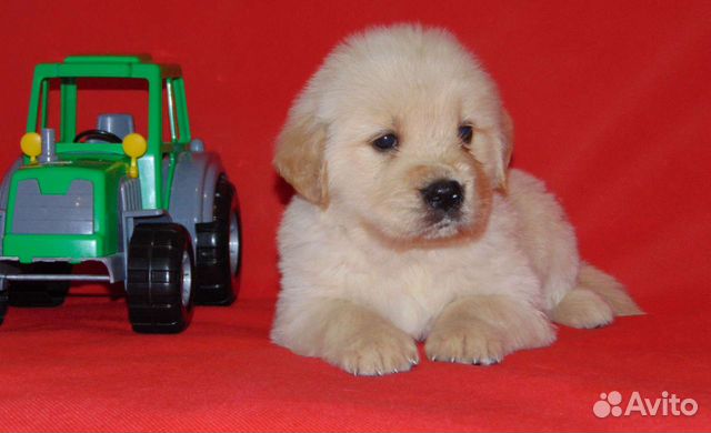 Щенки ретривера. Мальчики и девочки