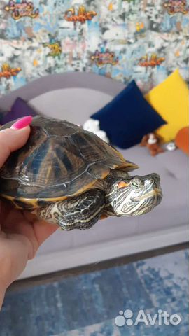 Водяная черепаха красноухая