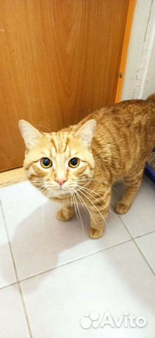 Кот в дар