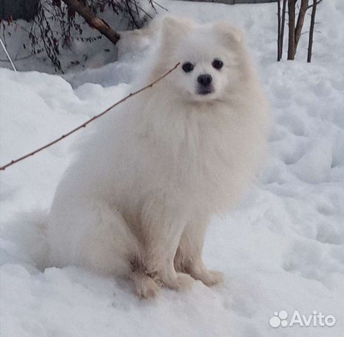 Немецкий шпиц вязка