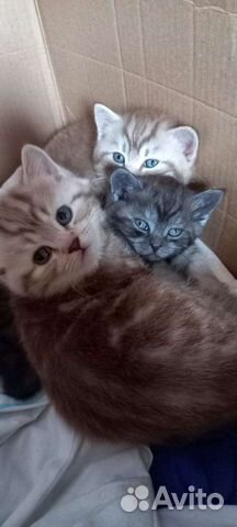 Шотландские прямоухие котята