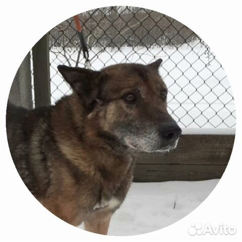 Байкал ищет дом