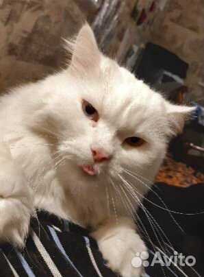 Отдам кота в добрые, любящие руки