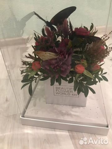 Живые бабочки