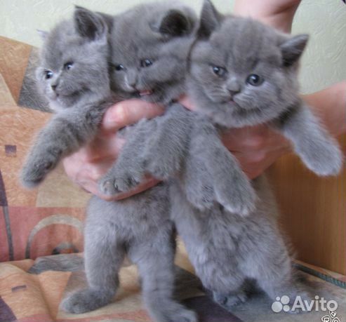 Британские котята с прививками