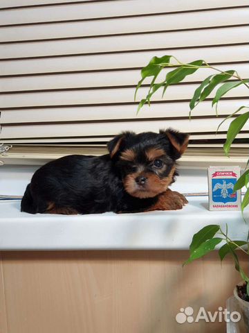 Йоркширский терьер