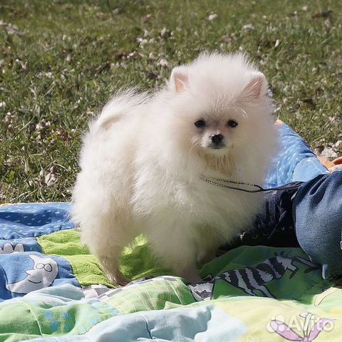 Шпиц Айсик крем мальчик