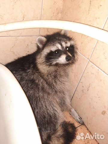 Енот полоскун