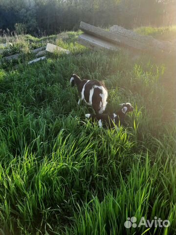 Коза с козачкой 75