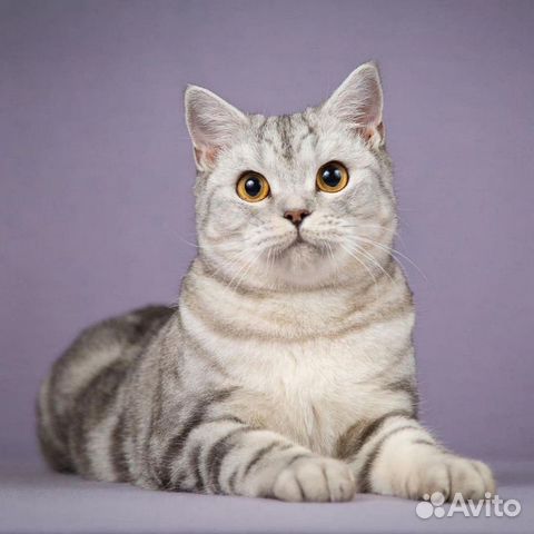Шотландская красавица Мэри в дар