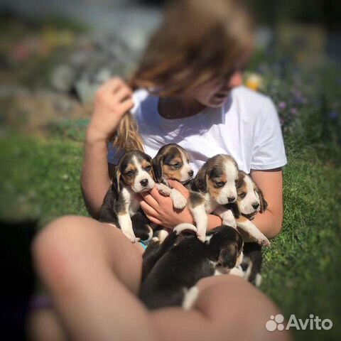 Щенки бигль