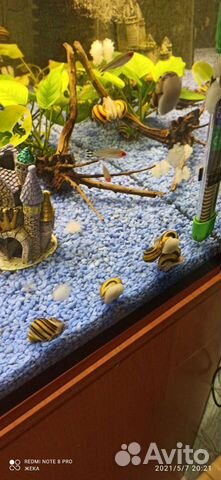 Улитки аквариумные