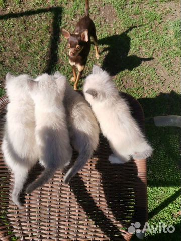 Котята отдам бесплатно