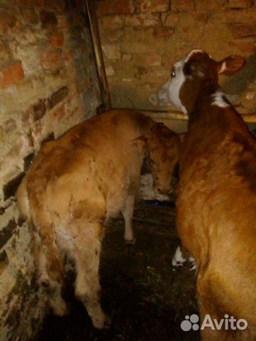 Тёлочки барашки козы, звоните всё расскажу