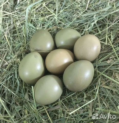 Яйцо инкубационное фазана