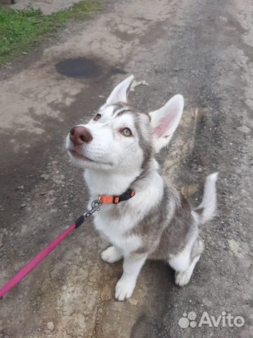 Щенок сибирской хаски