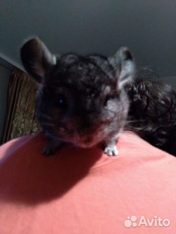 Британская шиншилла