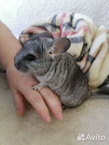 Шиншилла