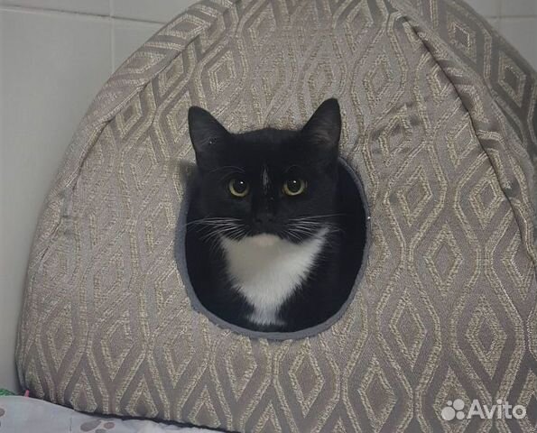 Чудо расчудесное котёнок Сонечка в добрые руки