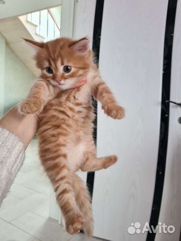 Кошечка в добрые руки