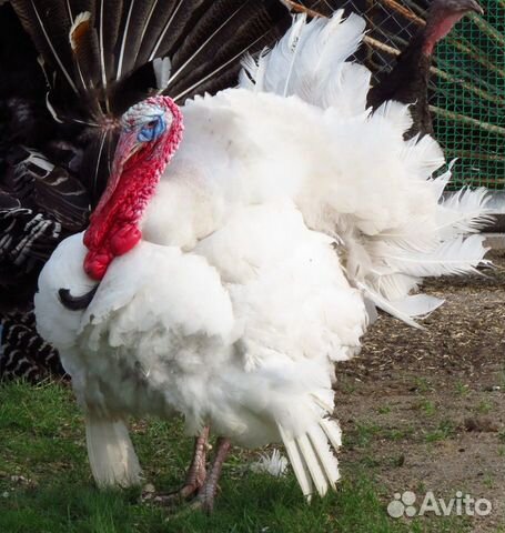 Семьи индюков