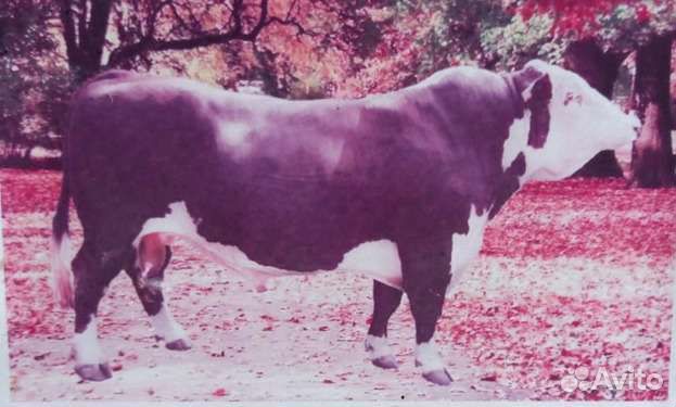 Искусственное осеменение коров