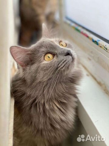 Пушистая серая кошка