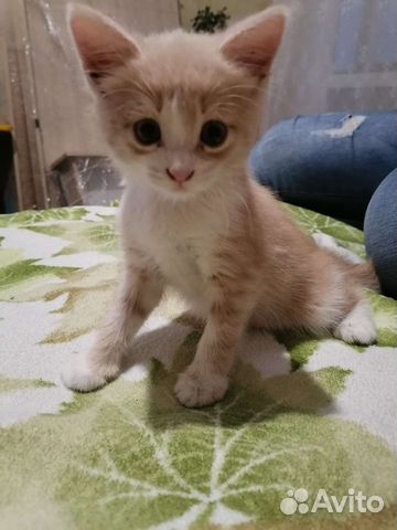 Отдам котенка в добрые руки
