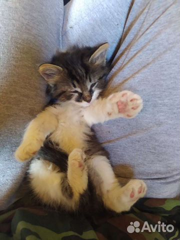 Фунтик ищет дом