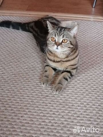 Отдам даром, шотландского кота