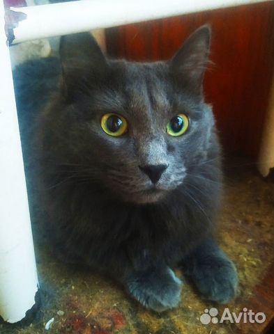 Голубой кот Сапфир