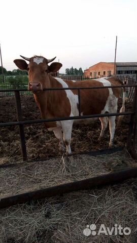 Корова симментальская