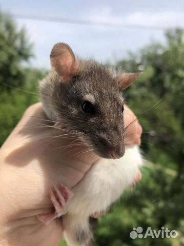 Крыс мальчик